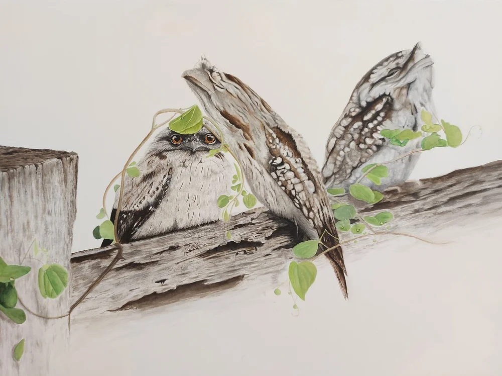 Australian Watercolor Wildlife & Bird Art Gallery — D. Prentice ...