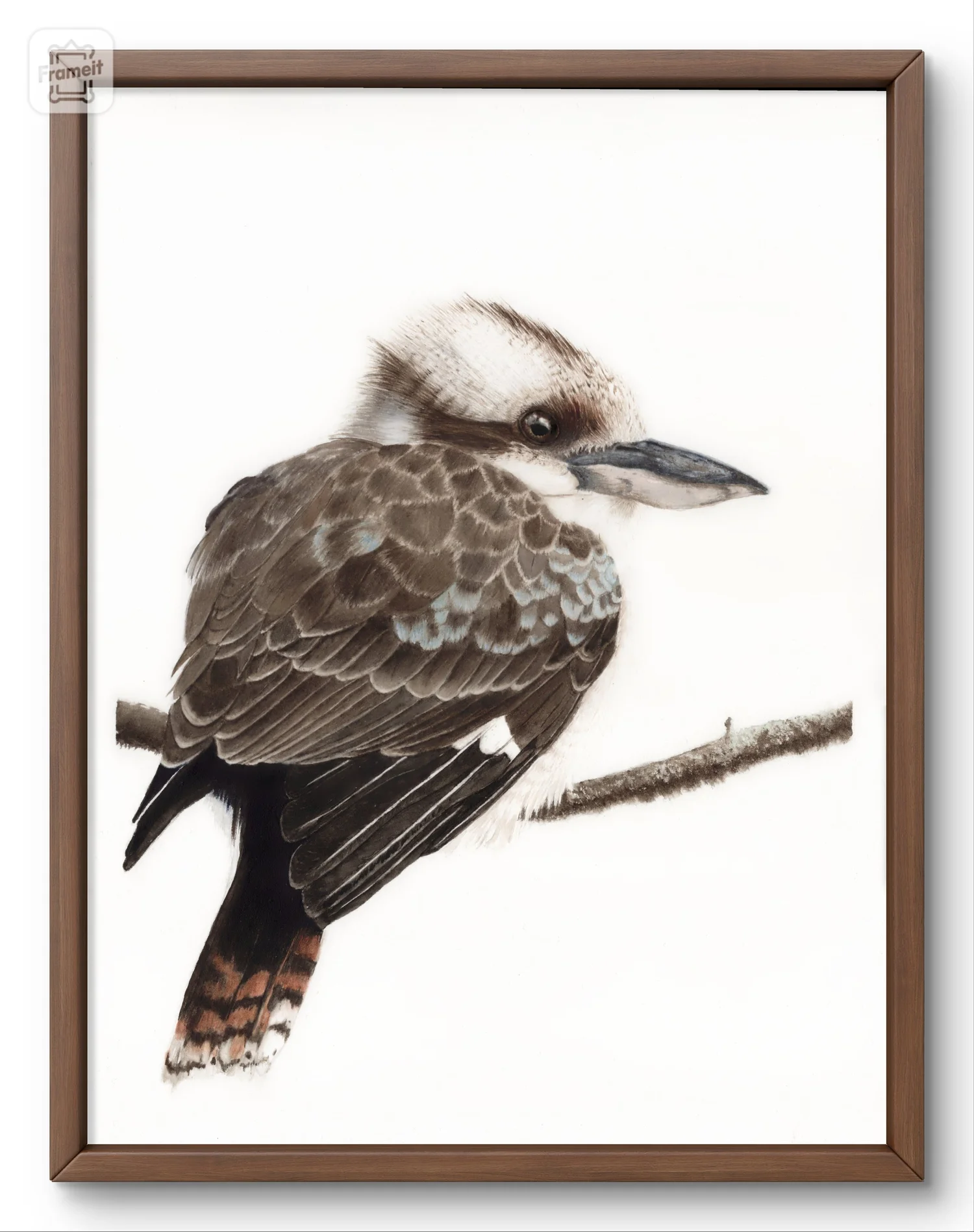 Store — D. Prentice Wildlife Artist