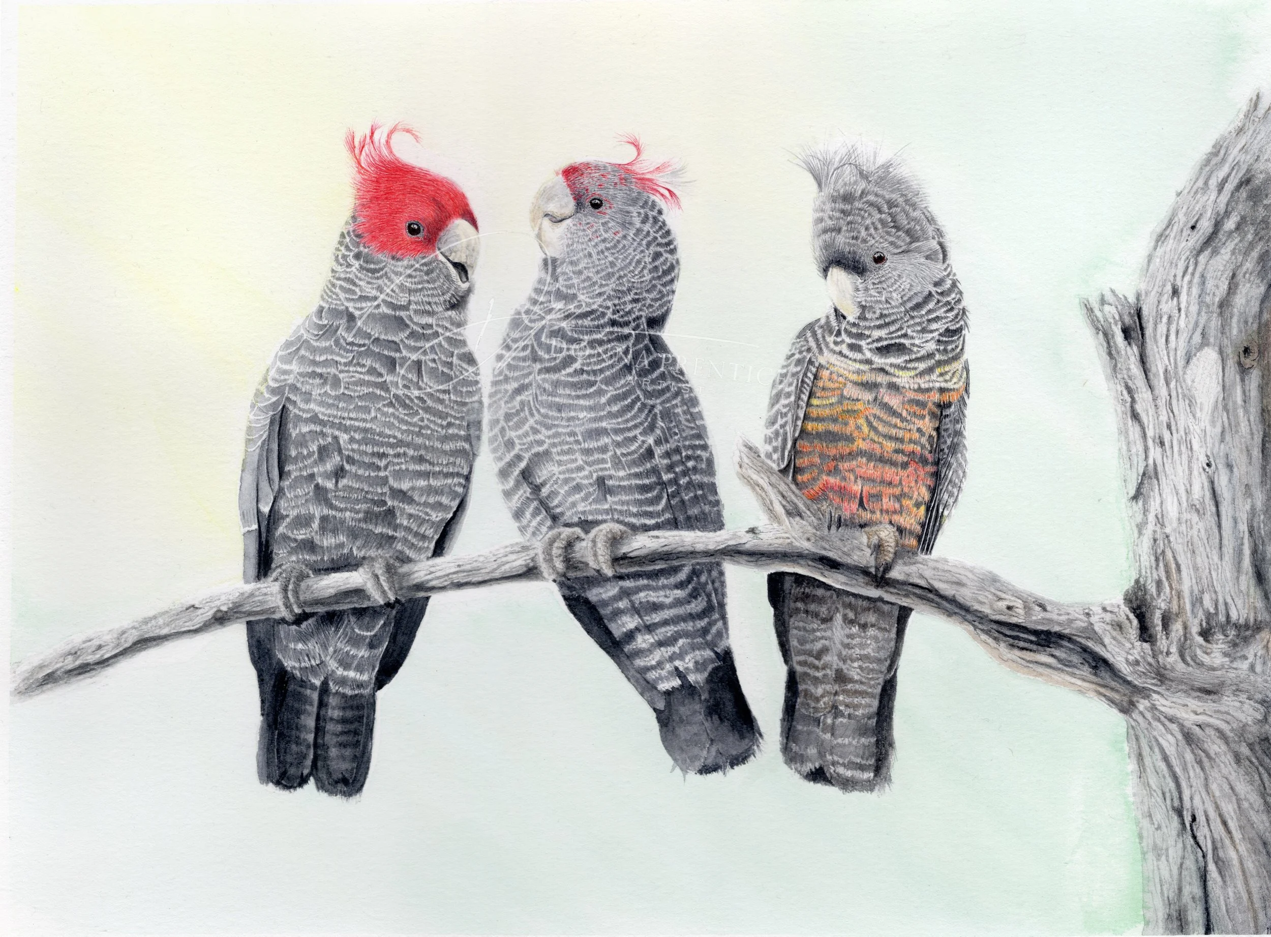 Australian Watercolor Wildlife & Bird Art Gallery — D. Prentice ...