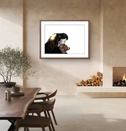 Store | Australian Art Prints and Gifts — D. Prentice Wildlife Artist