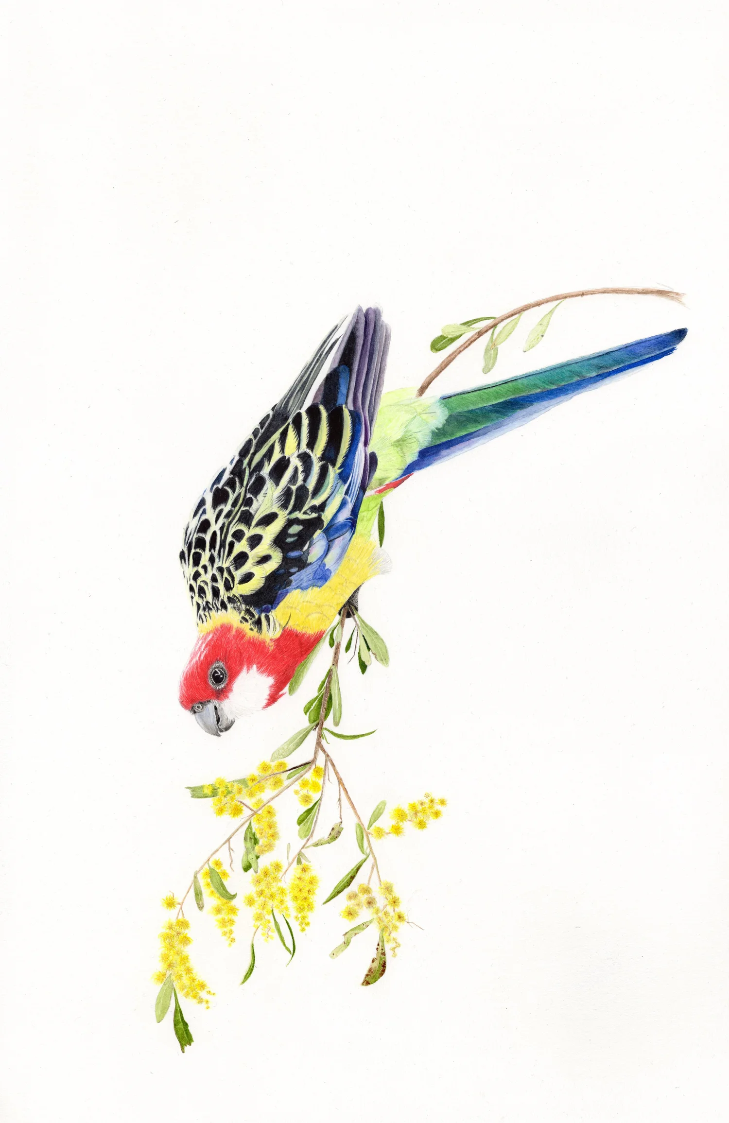 Store — D. Prentice Wildlife Artist