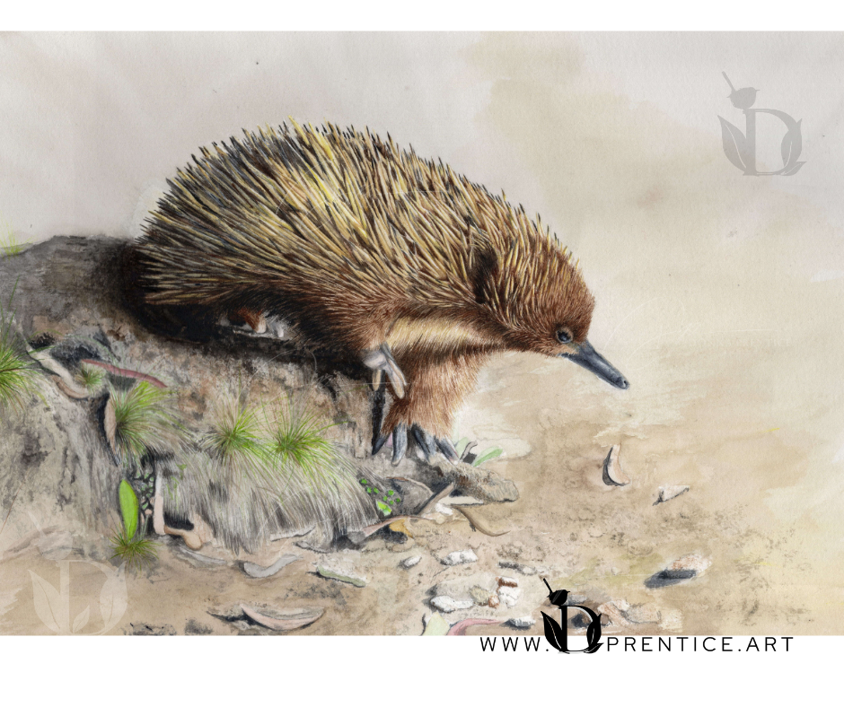 Australian Watercolor Wildlife & Bird Art Gallery — D. Prentice ...
