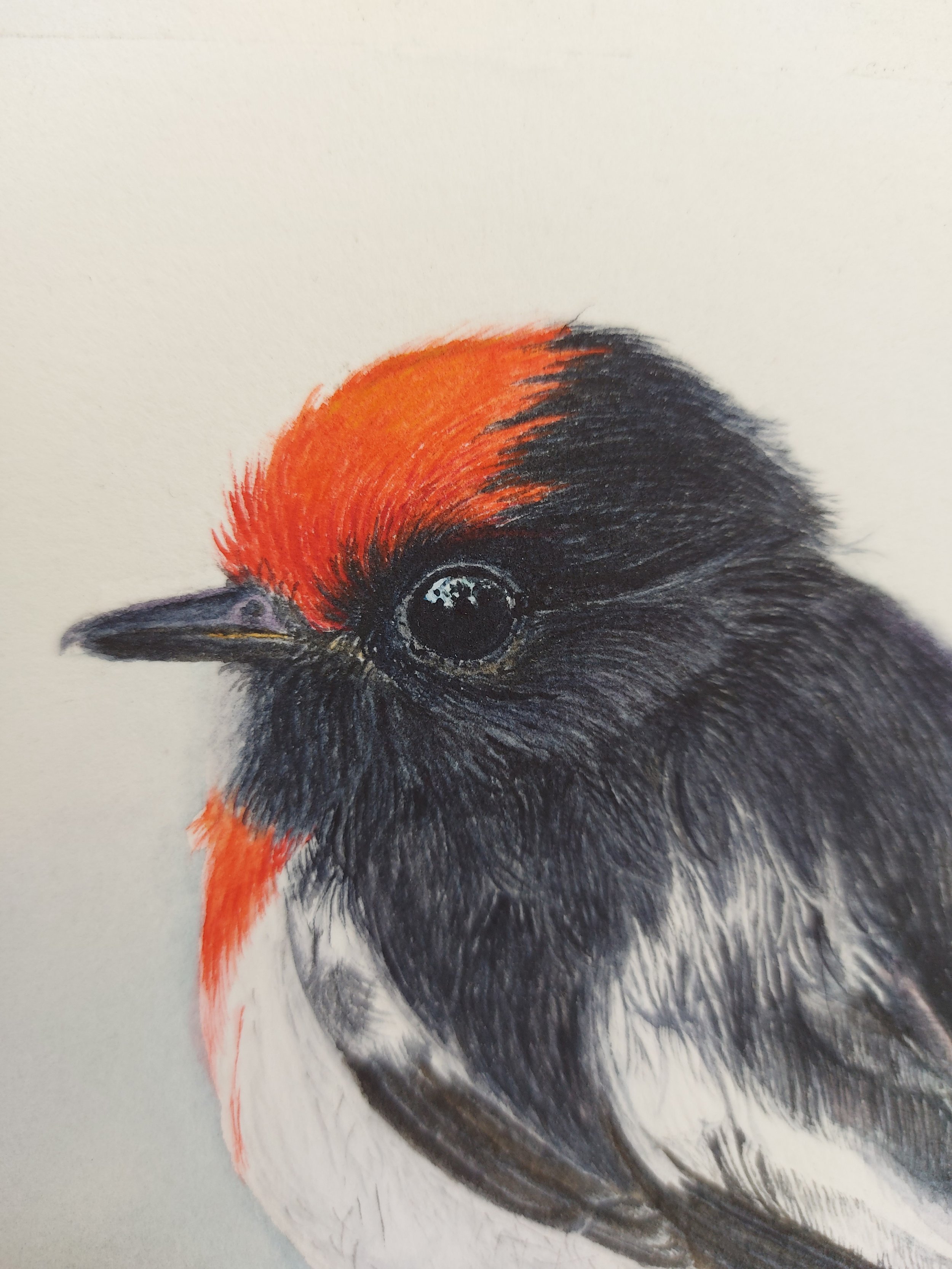 About — D. Prentice Wildlife Artist