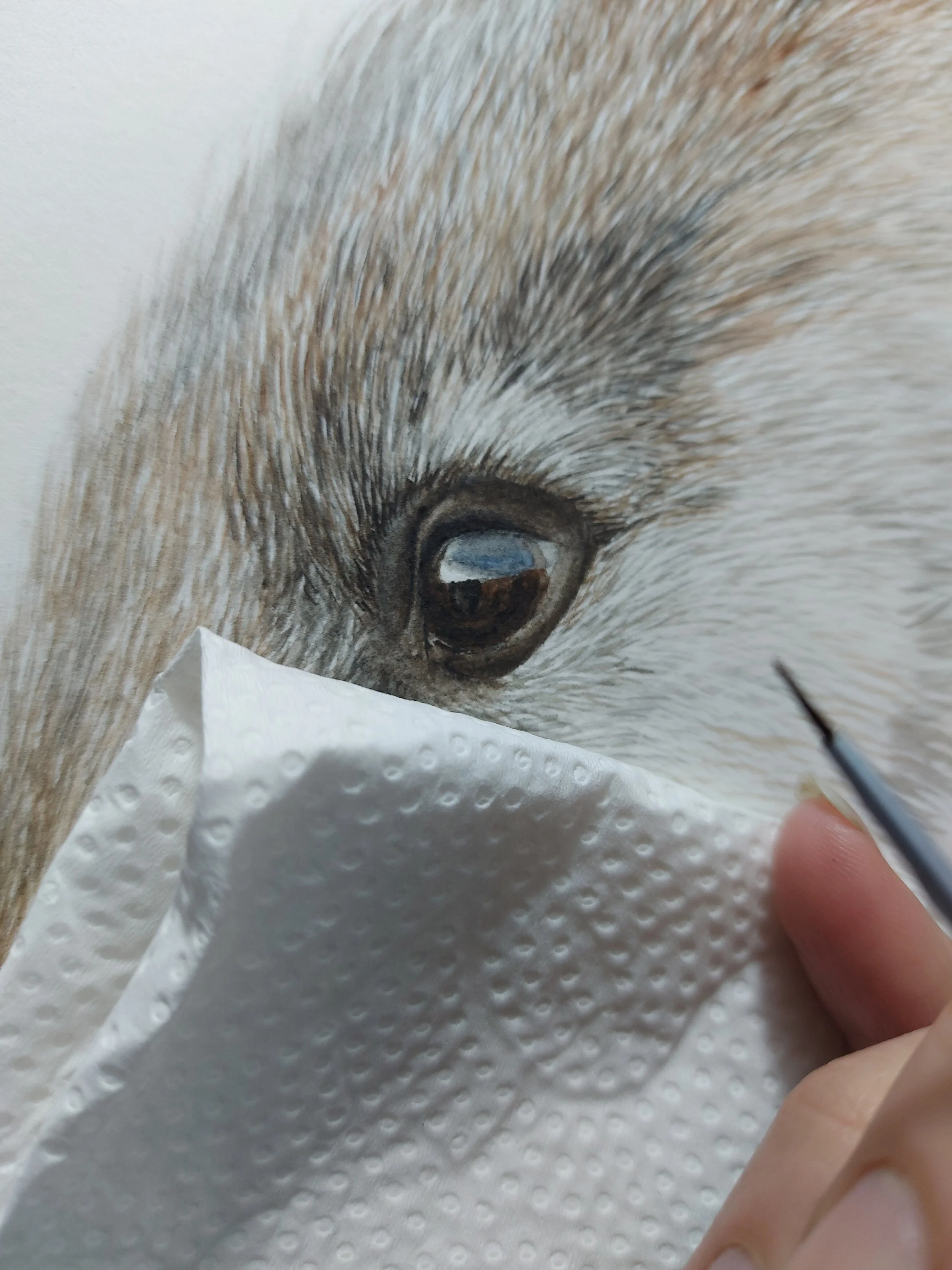 D. Prentice Wildlife Artist