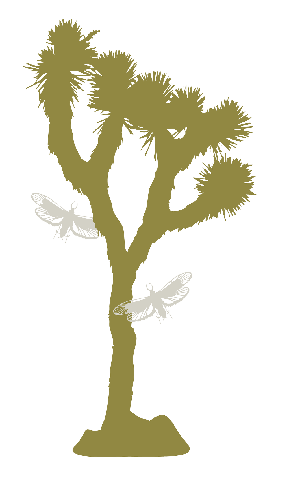 Nature’s Perfect Pair: The Joshua Tree & The Yucca Moth — Friends of ...