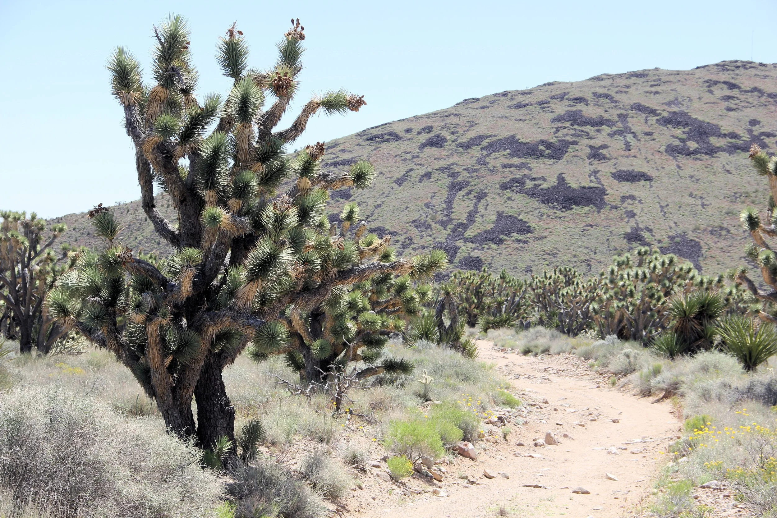 HIKING TRAIL - Castle Mountains Grasslands in Avi Kwa Ame National ...