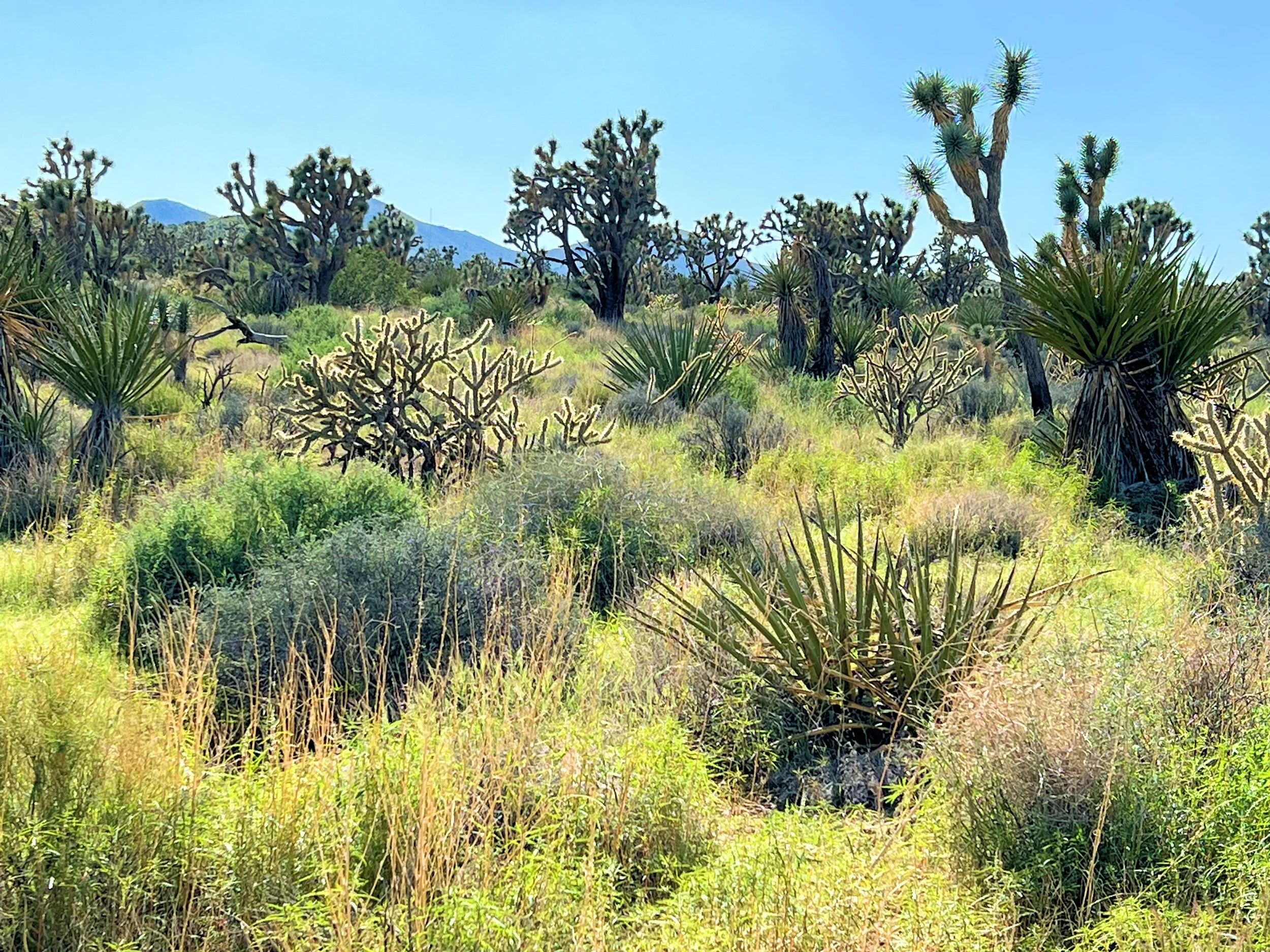 HIKING TRAIL - Castle Mountains Grasslands in Avi Kwa Ame National ...