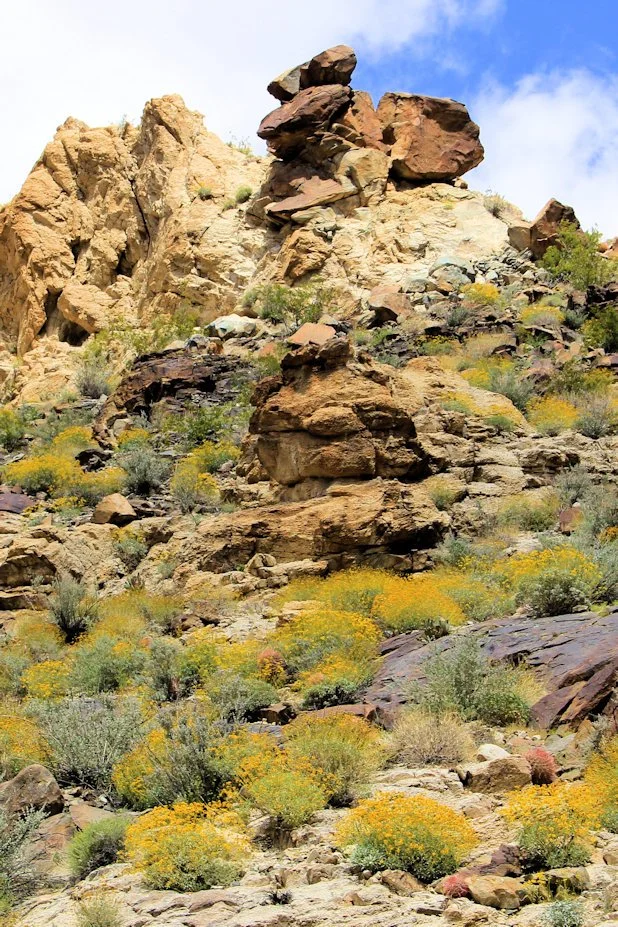 GUIDED HIKE: Hiko Spring Canyon — Friends of Avi Kwa Ame National Monument