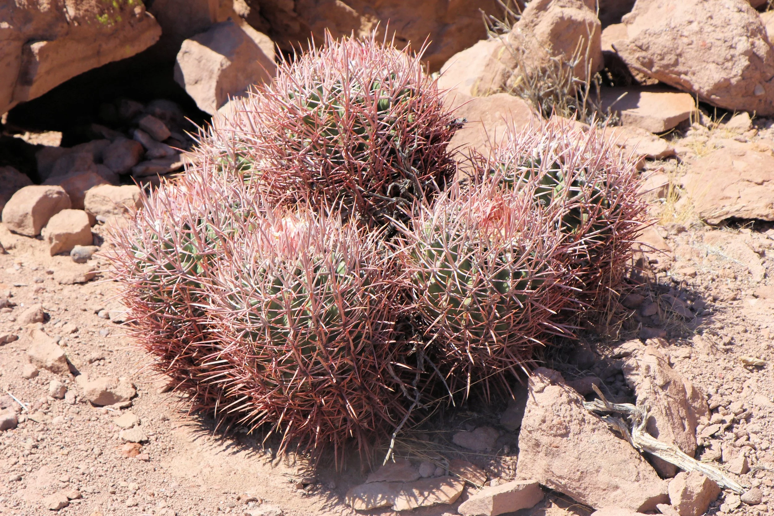 HIKING TRAIL - Castle Mountains Grasslands in Avi Kwa Ame National ...