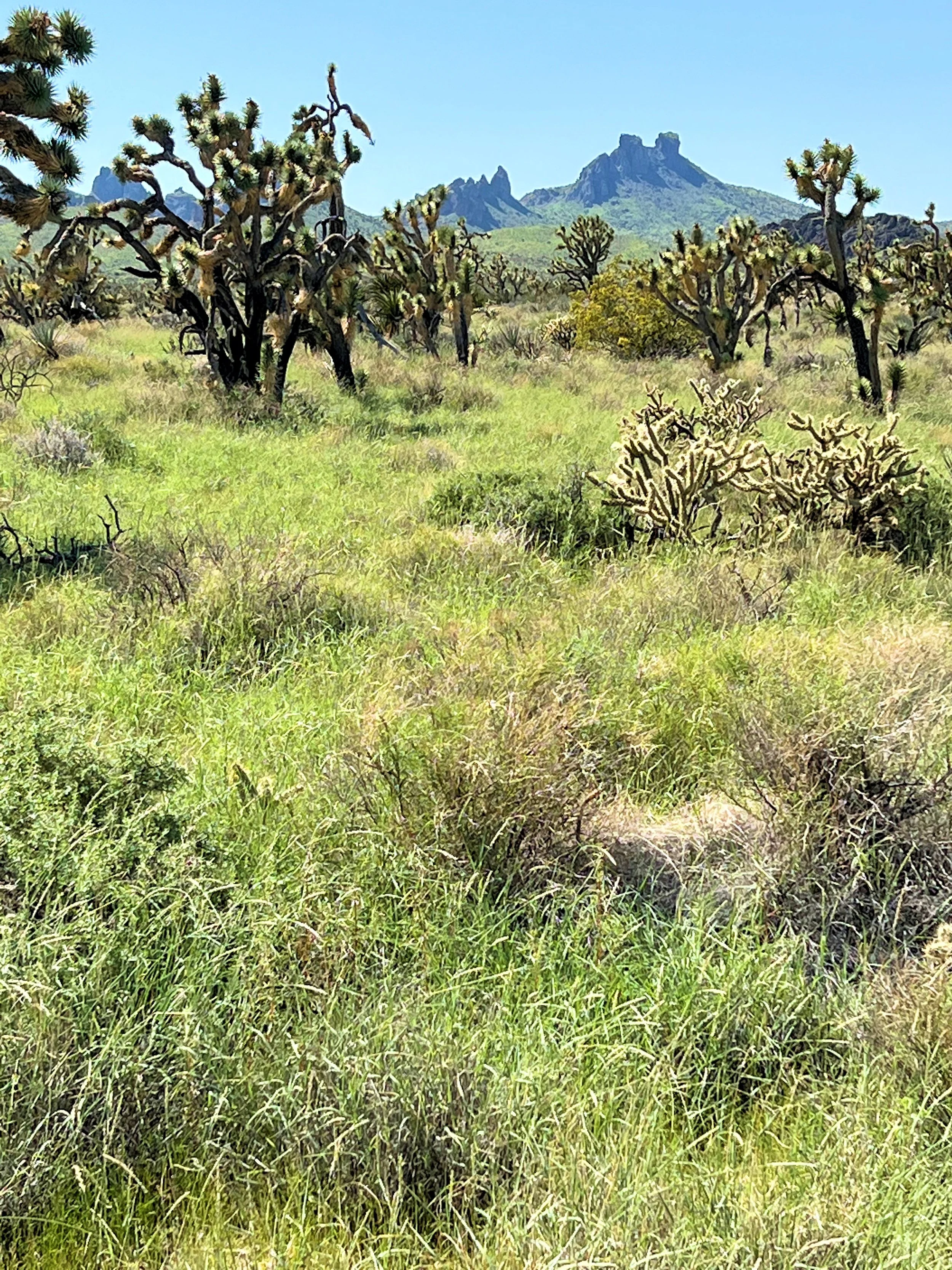 CASTLE MOUNTAINS — Friends of Avi Kwa Ame National Monument