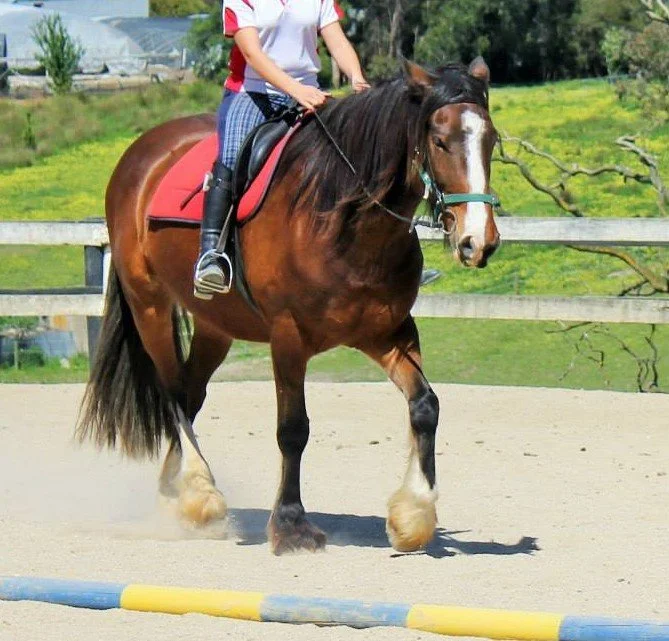 Tandivale Equestrian Centre