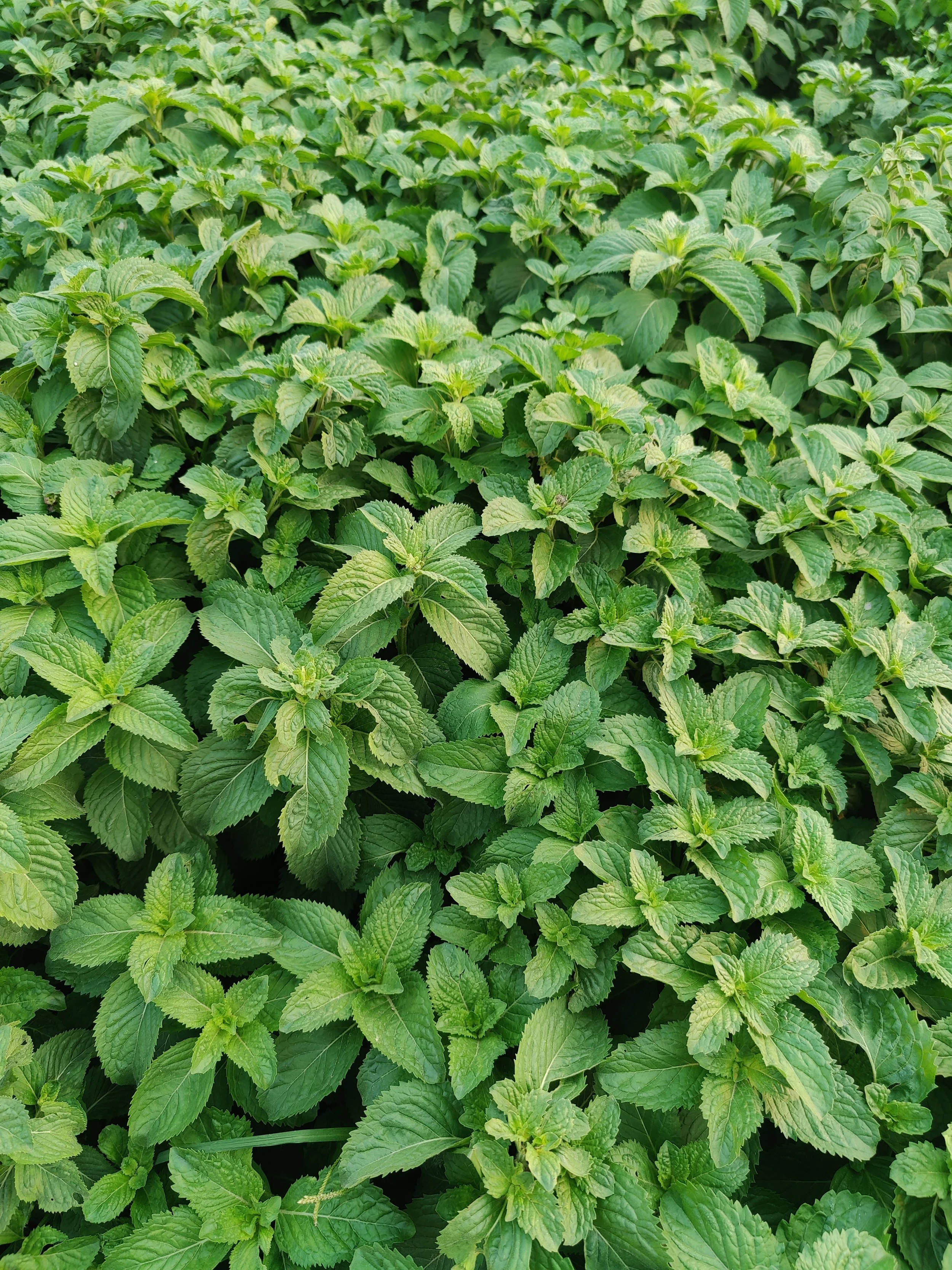 Tien Yuan Chemical Pte Ltd