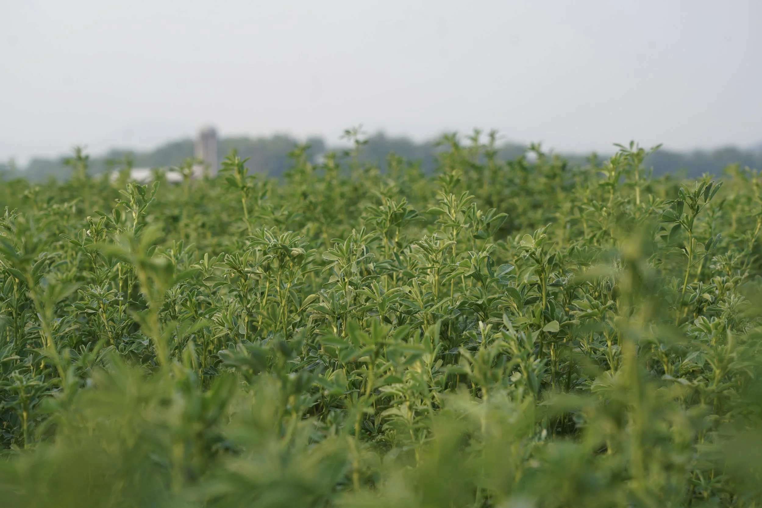 Legumes — ReGenAg Seed