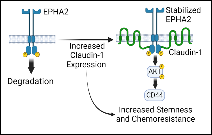 Dysregulated Claudin-1 Promotes Therapy Resistance and Metastasis in ...