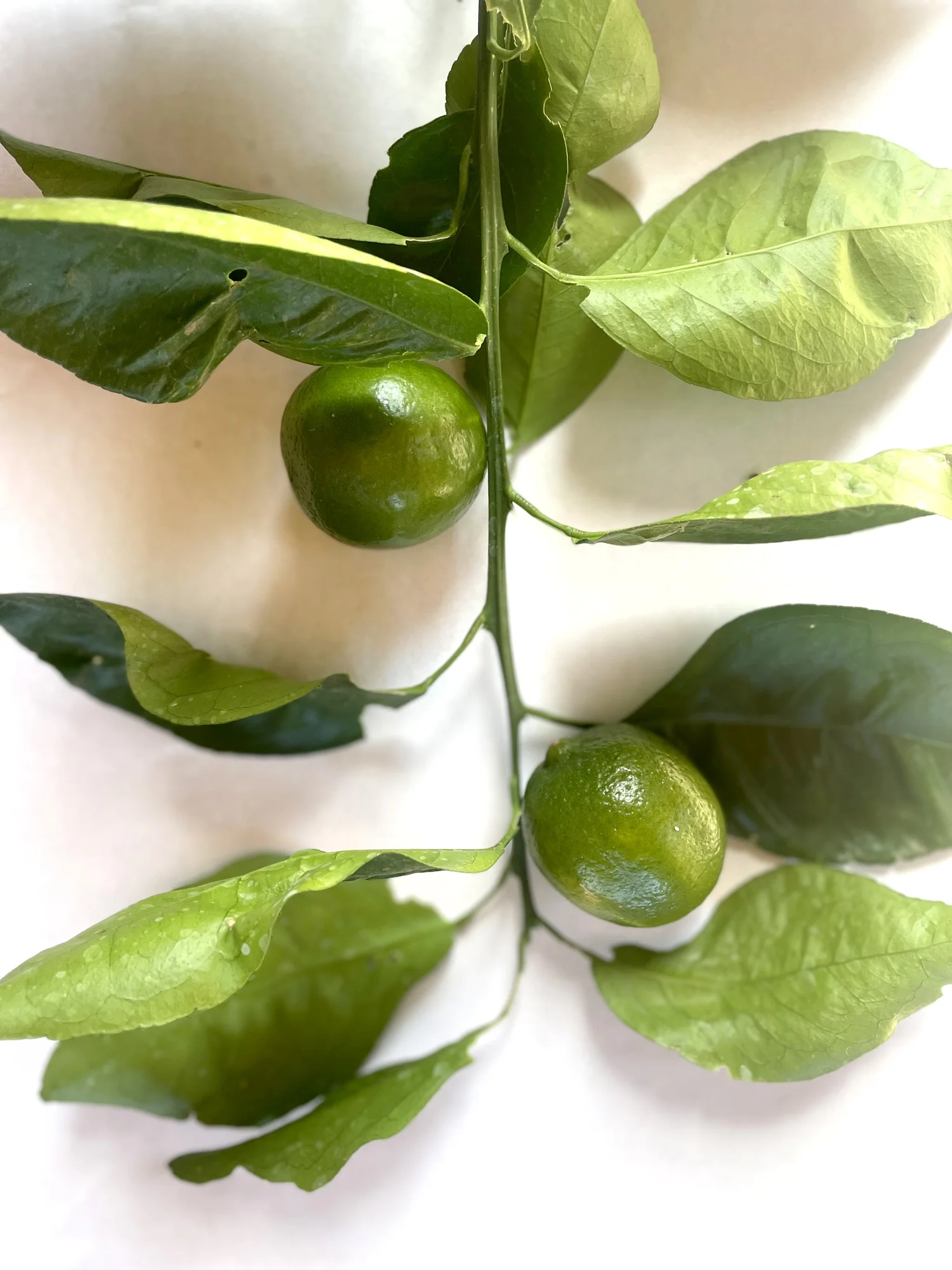 Buy Traditional Classic English Tea Products Online