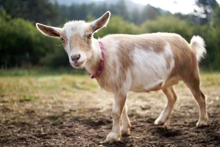 Guided Goat Hikes (720) 717-0703