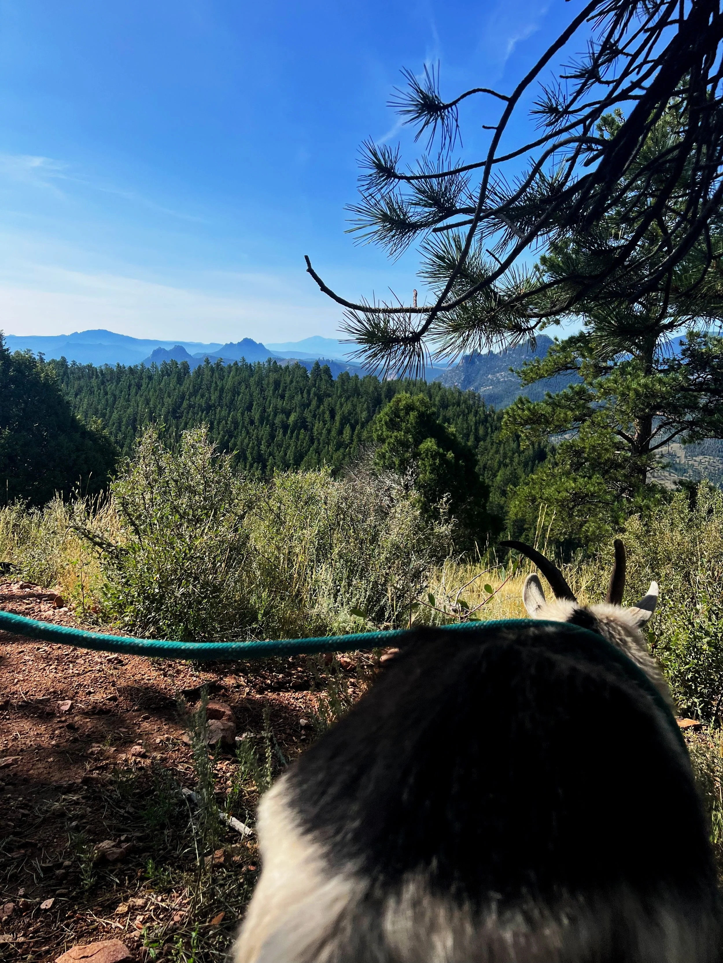 Guided Goat Hikes (720) 717-0703