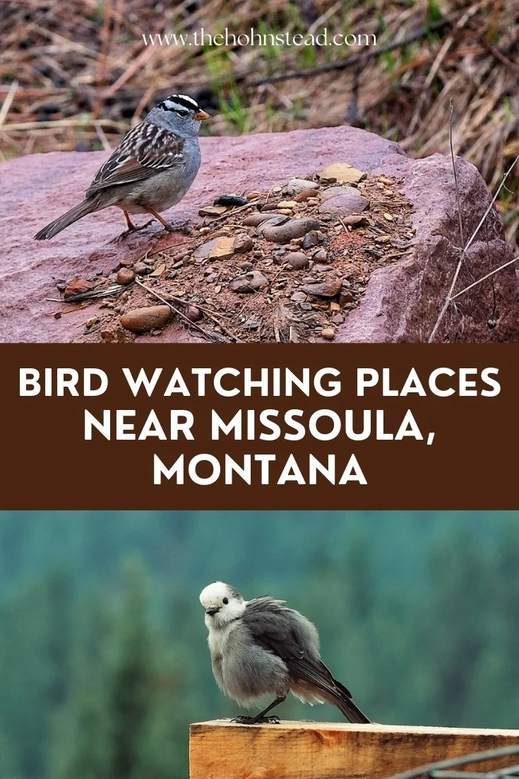 The Ultimate Guide to Birdwatching and Wildlife in Missoula — The ...