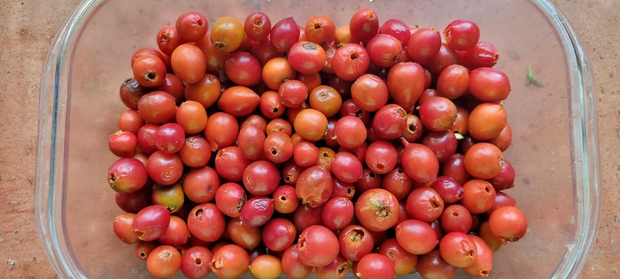 From Foraging to Serving Tea and Breaking The Golden Rule — The ...