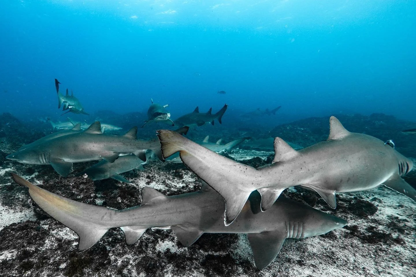 Grey Nurse Shark Watch