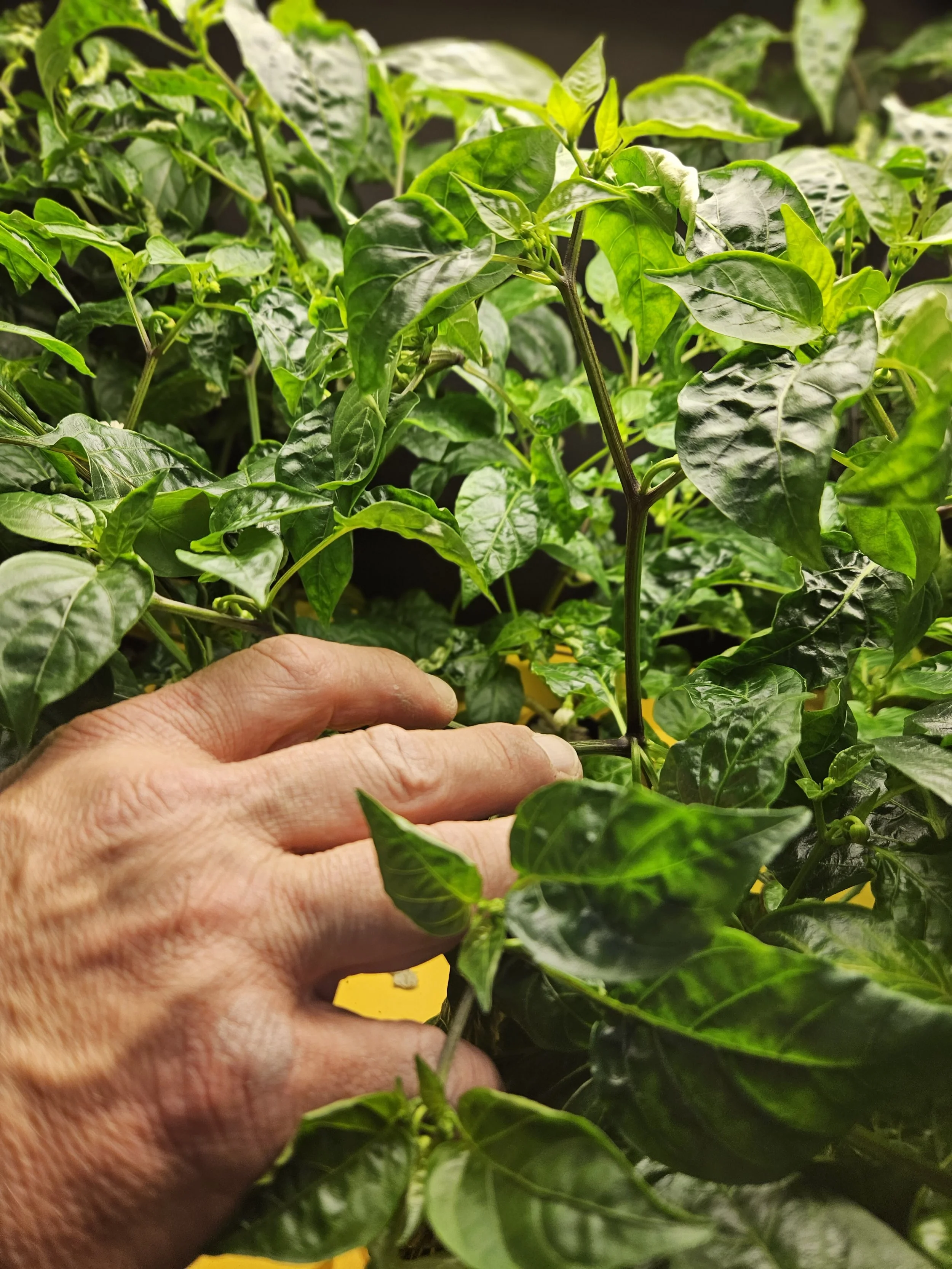 Our Mission — Four Roots