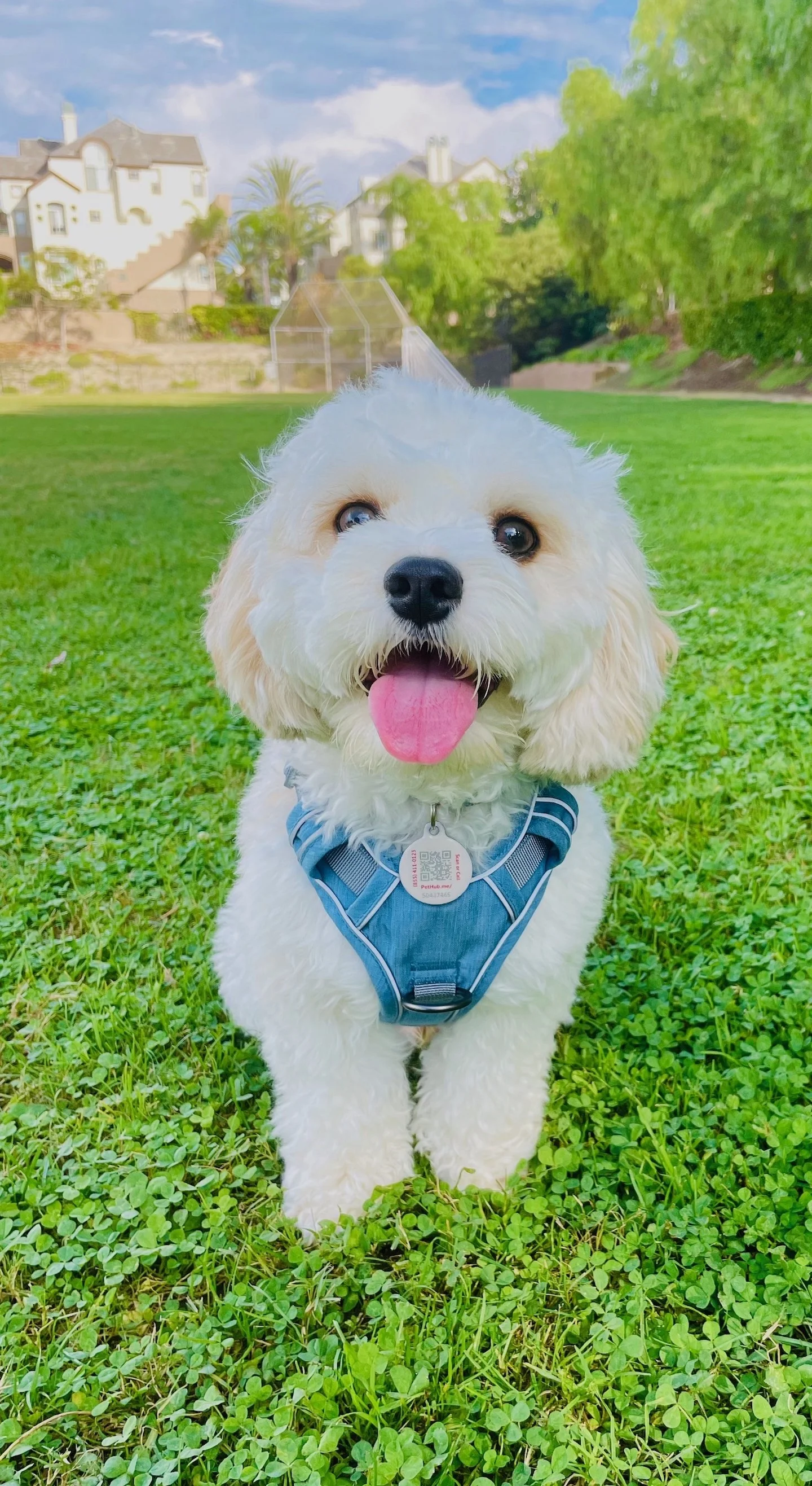 TEAM — THE CHO LAB