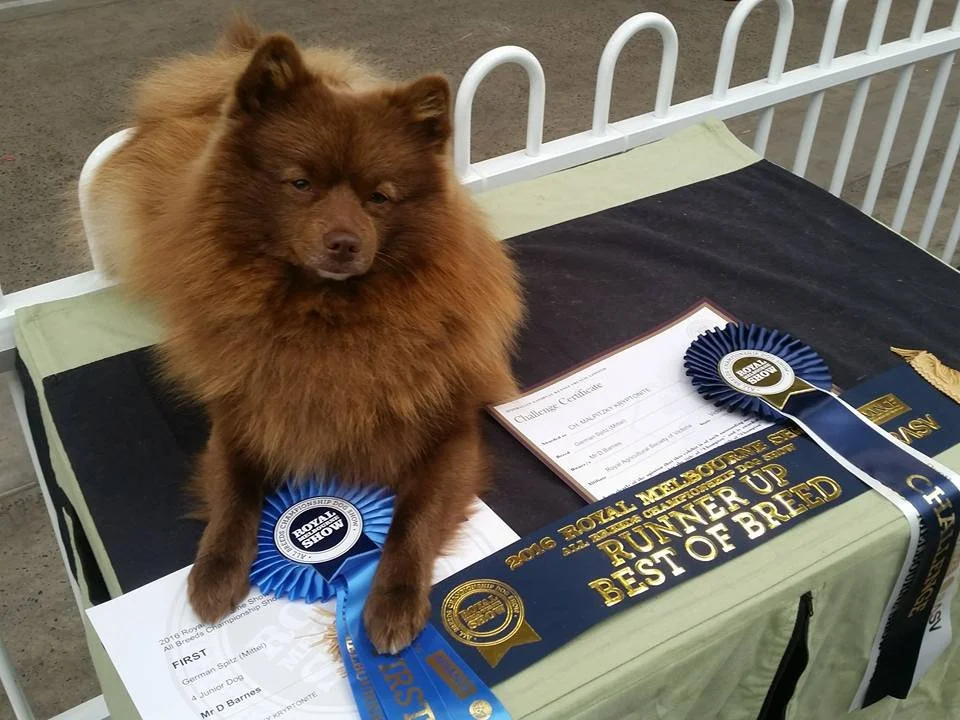 Hello! — ORIGINS GERMAN SPITZ