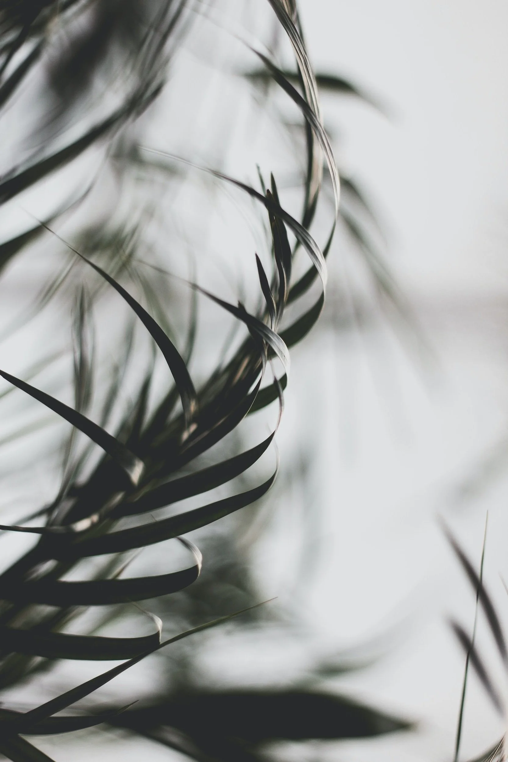 Dr. Wendy Oliver-Pyatt