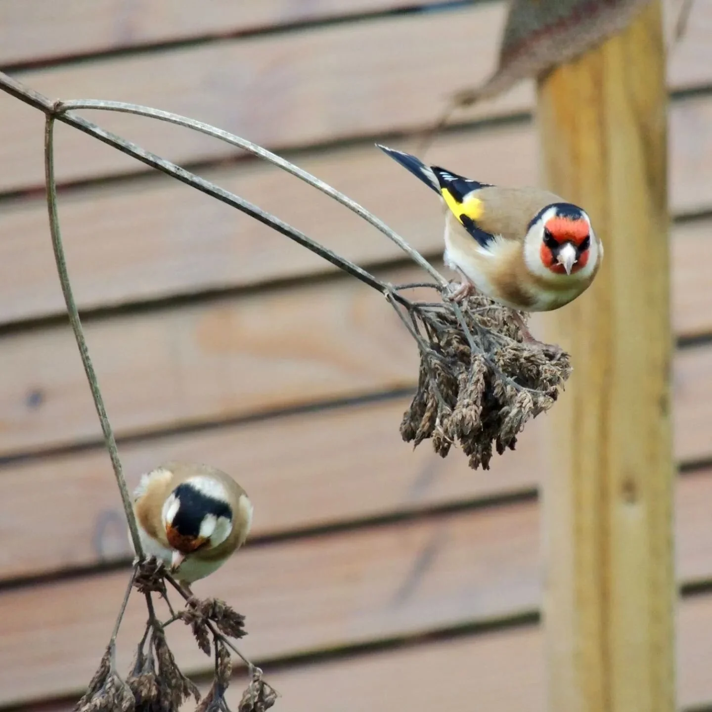Landscape & Planting Design in Glasgow — Tom Angel Studio