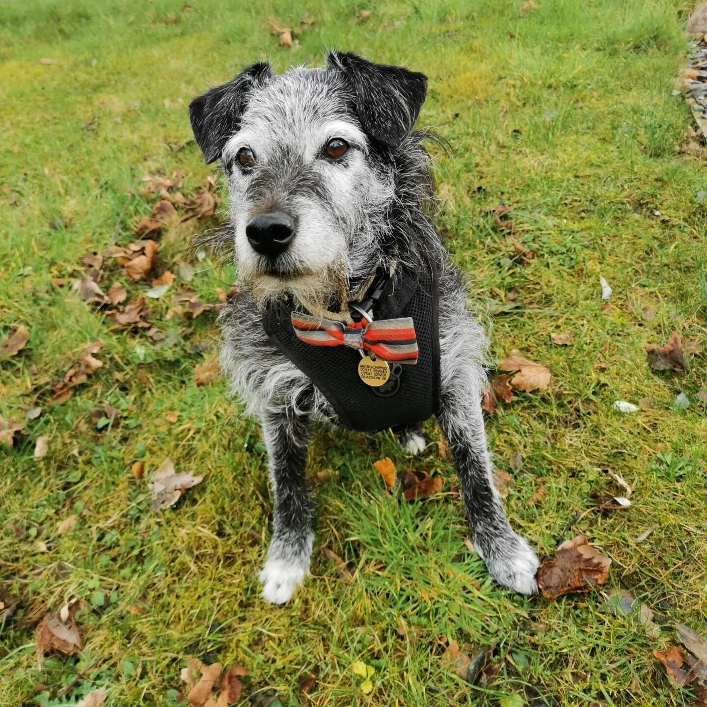 Landscape Consultant & Garden Designer Glasgow - Tom Angel Studio