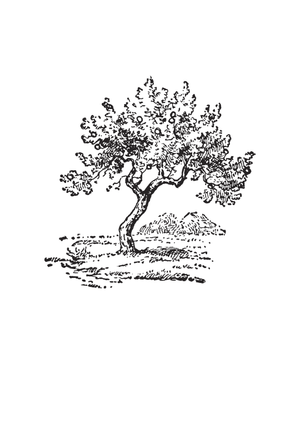 Collaborative Trauma Solutions