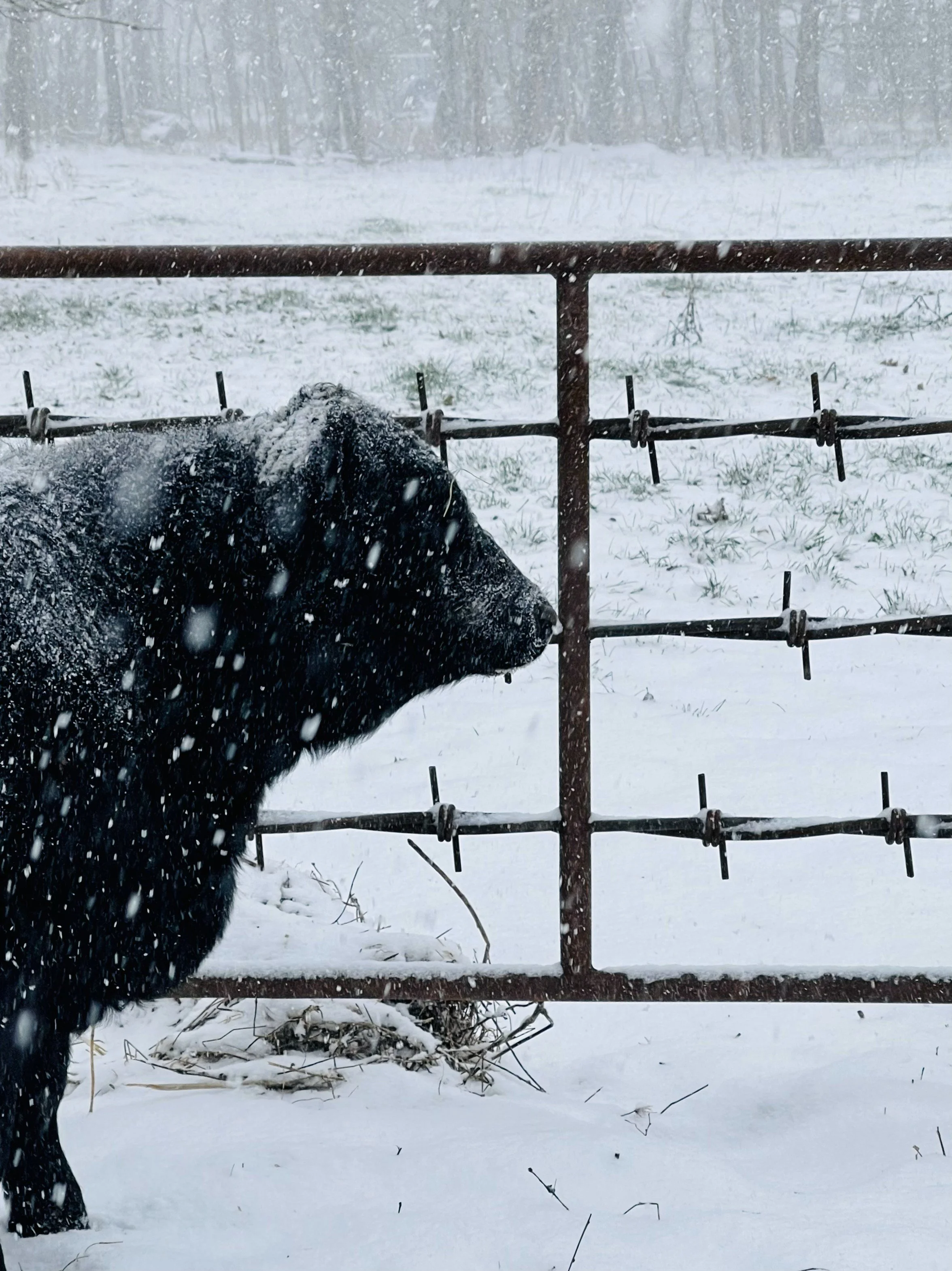 Barbwire for Sale | Duffer's Premium Big Barbwire