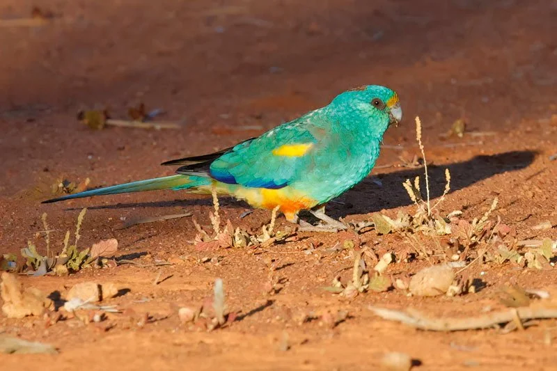 Nallan Station Stay - Midwest, Cue, Western Australia