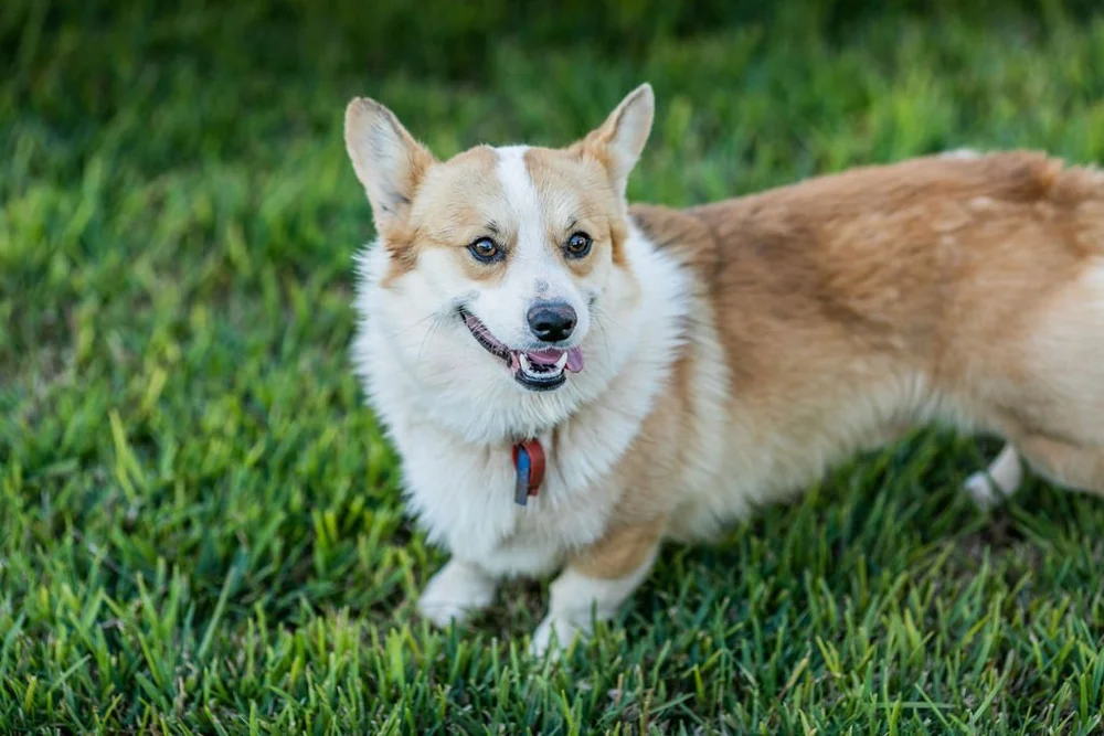 Welsh Pembroke Corgis at Nallan Station Stay — Nallan Station