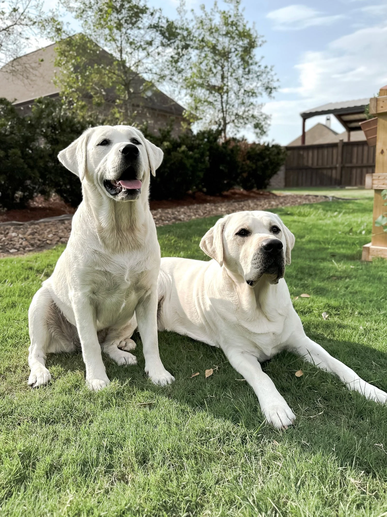 Magnolia Creek Labradors