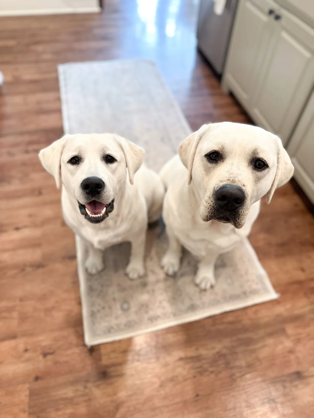 Magnolia Creek Labradors