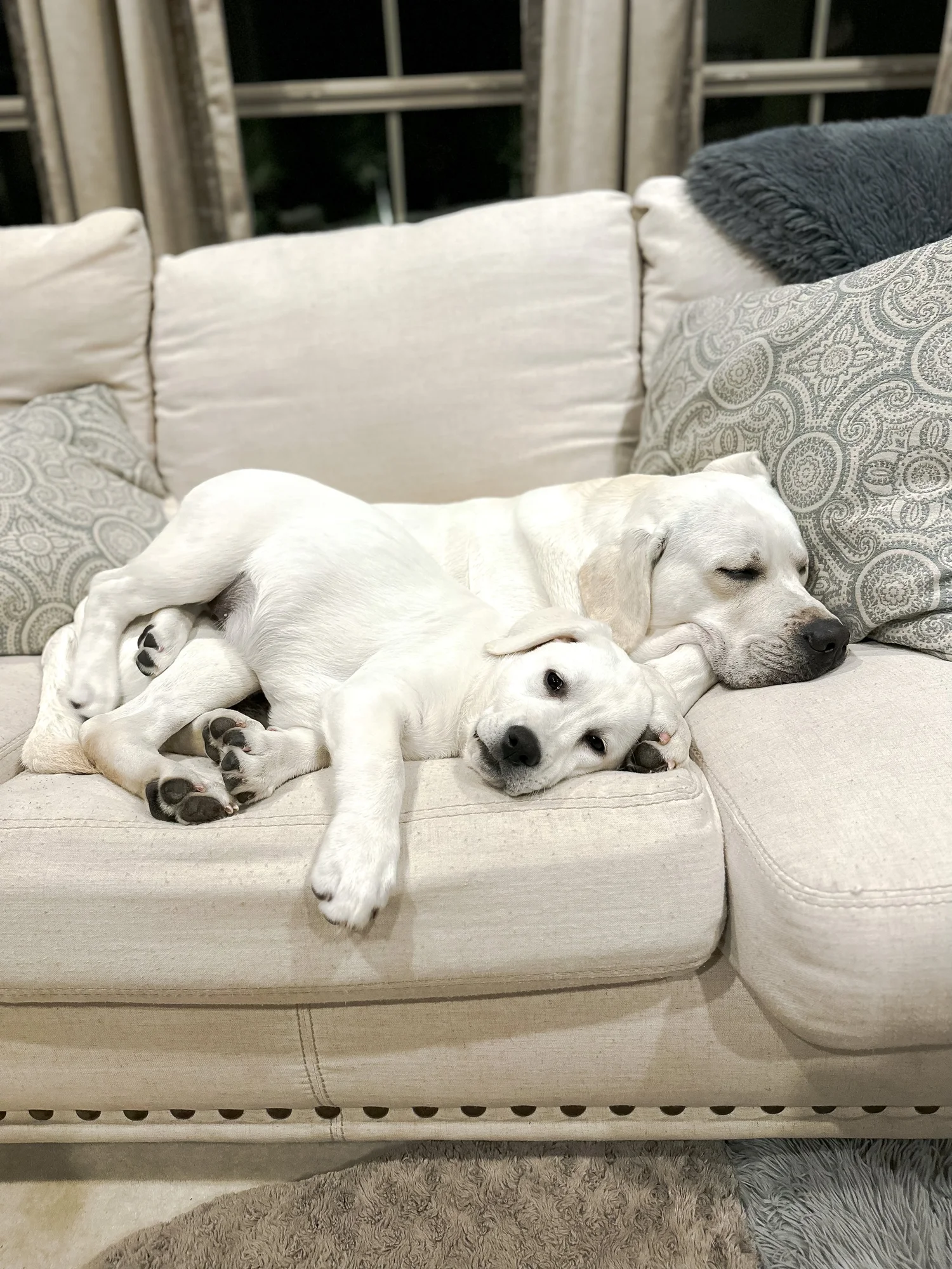 Magnolia Creek Labradors