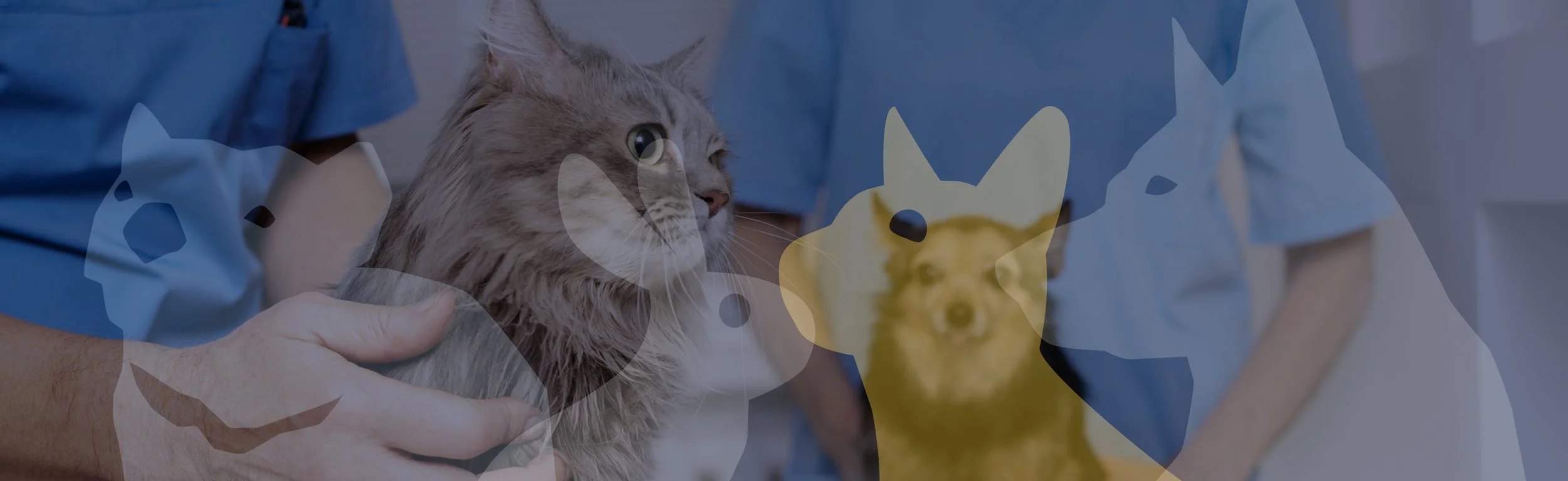 Animal Emergency Hospital Launceston After Hours Vet Launceston Animal Emergency Hospital Launceston After Hours Vet Launceston