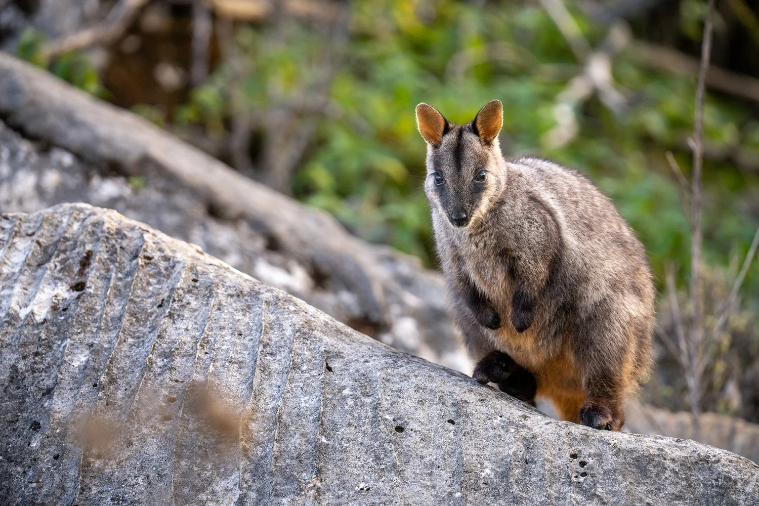 Wildlife — Jenolan Caves
