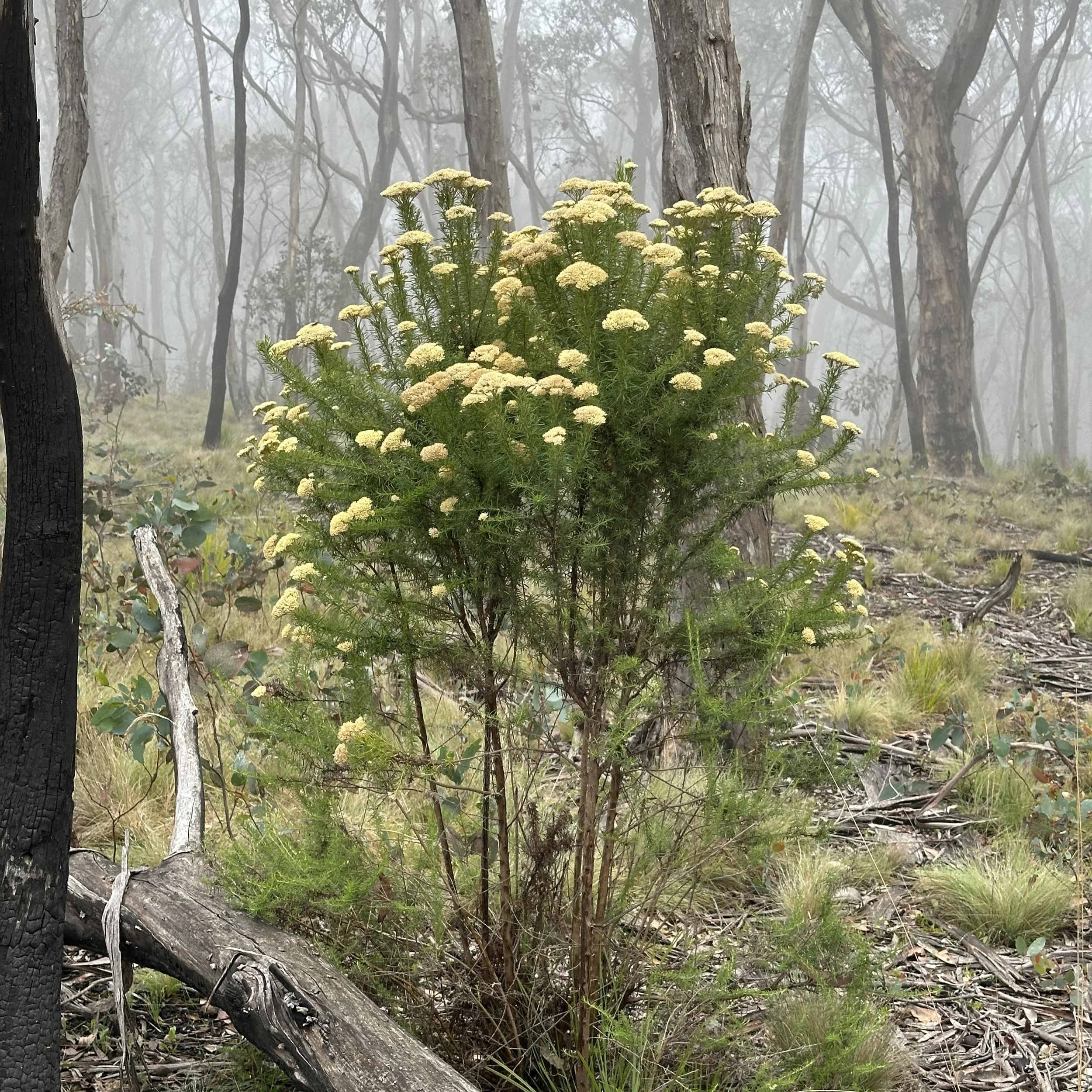 New butterfly species found at Jenolan Caves — Jenolan Caves