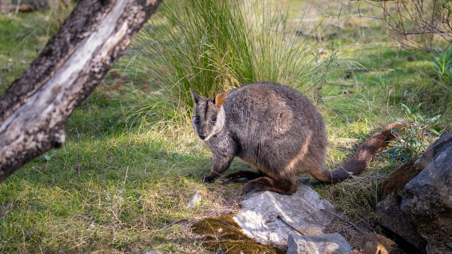 Native wildlife — Jenolan Caves