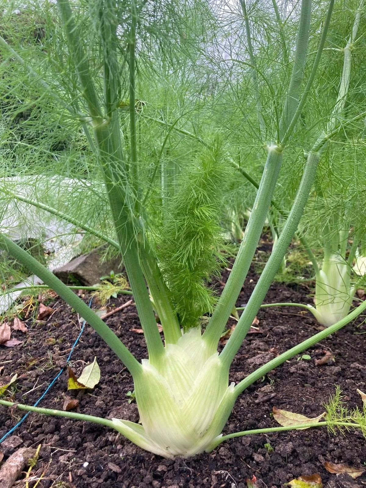 Fennel Risotto — Laurelbank Farm