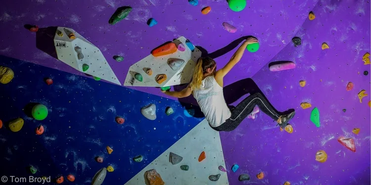 Golden Gecko Climbing
