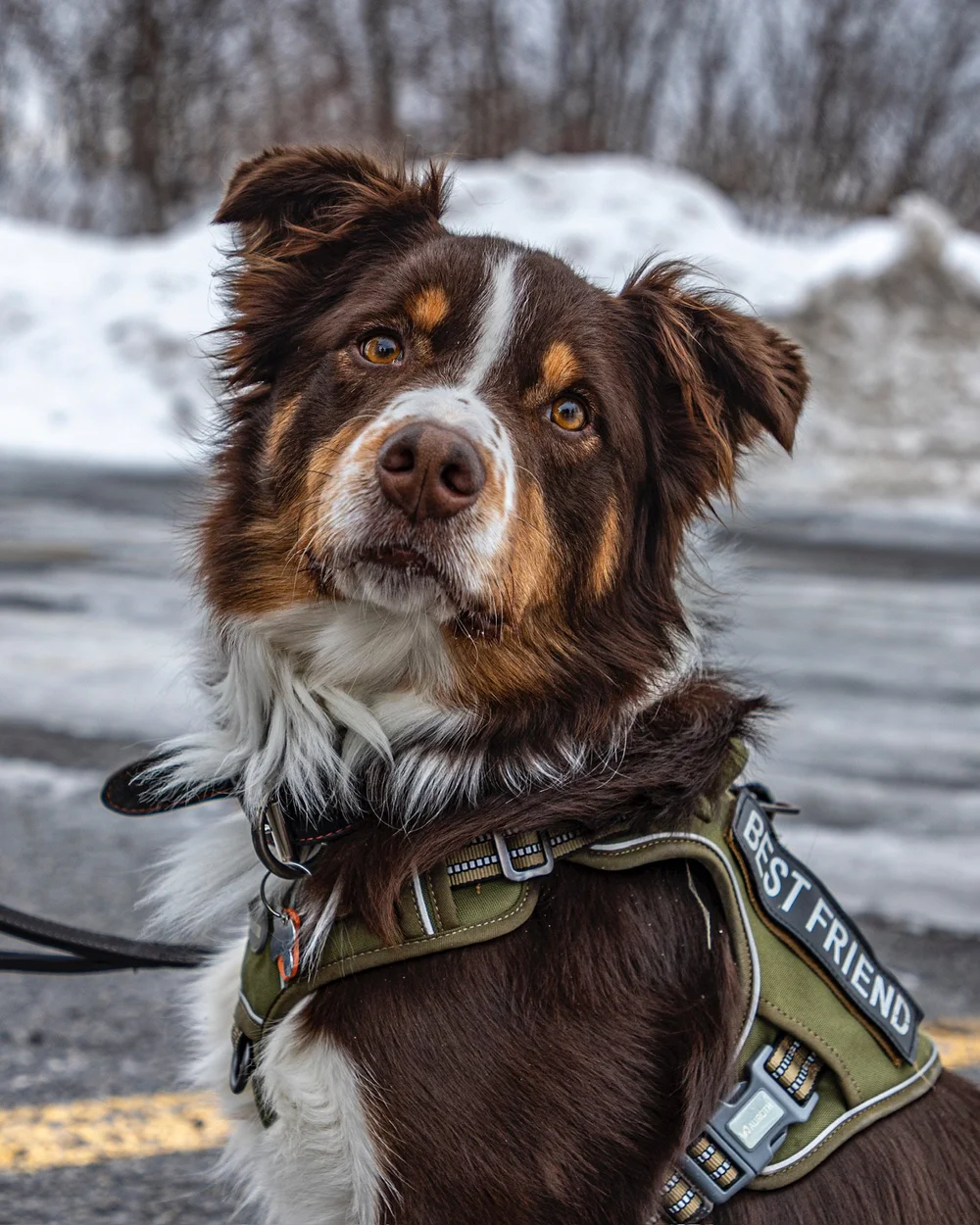 Adopt — Passion for Paws