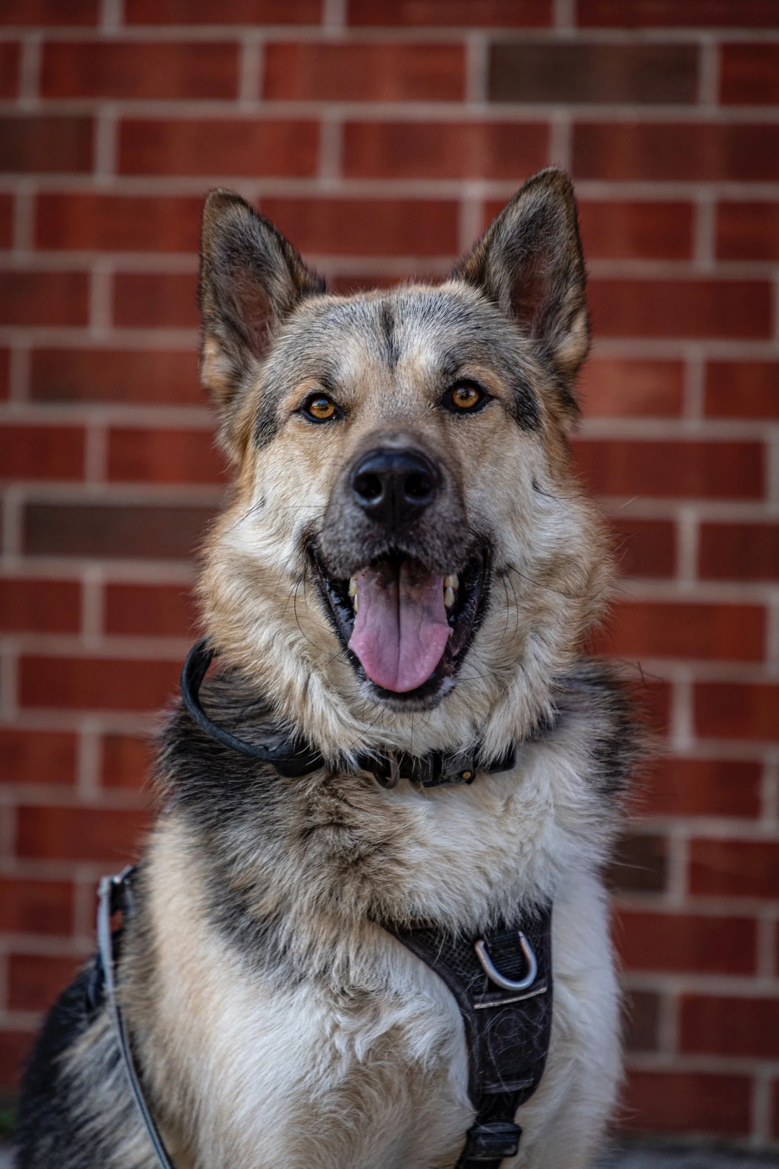 Adopt — Passion for Paws