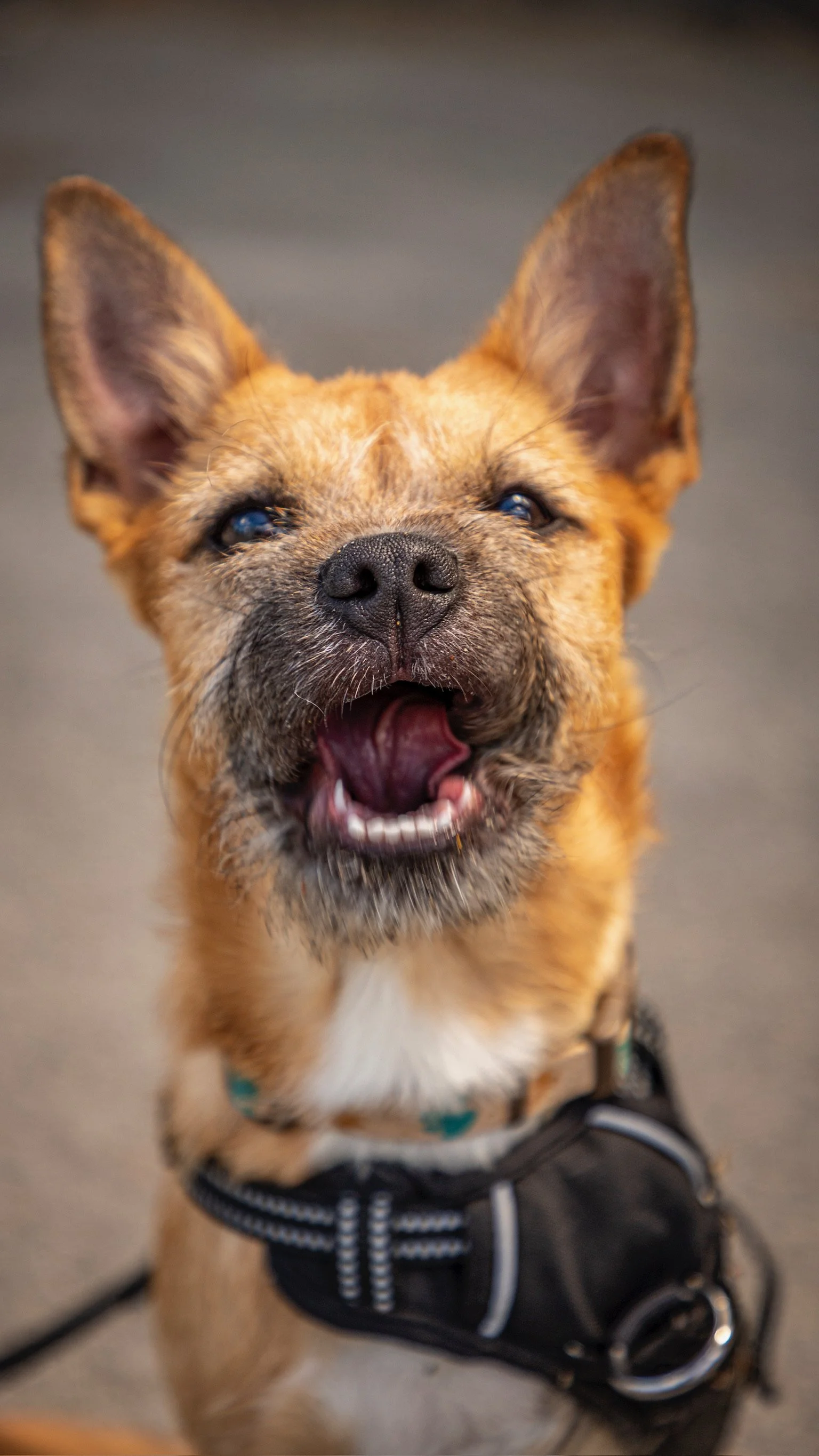 Adopt — Passion for Paws