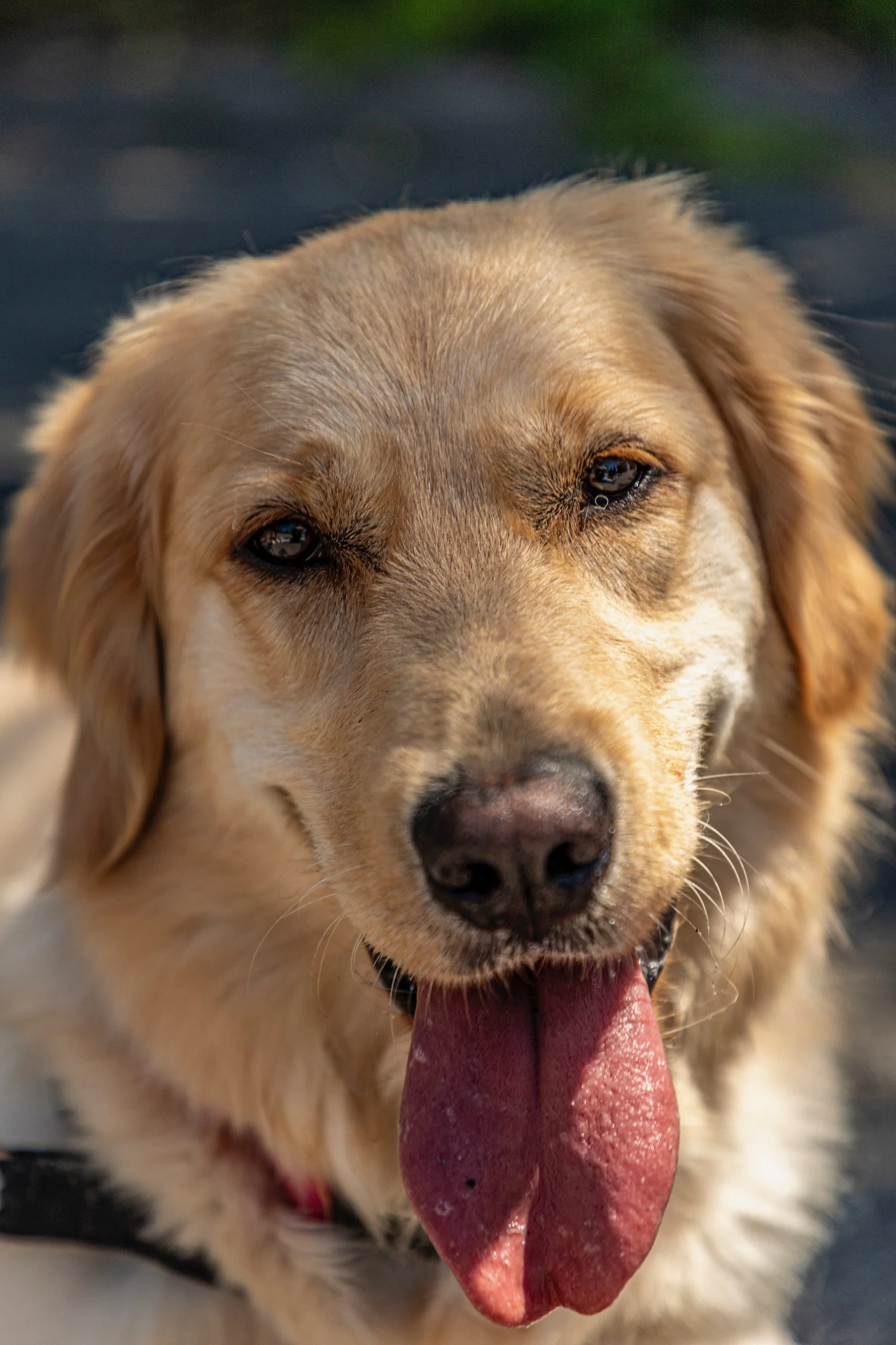 Adopt — Passion for Paws