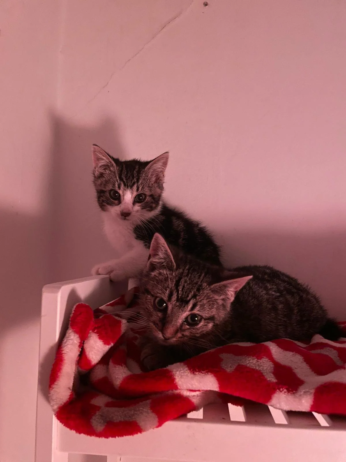 Adopt — Passion for Paws