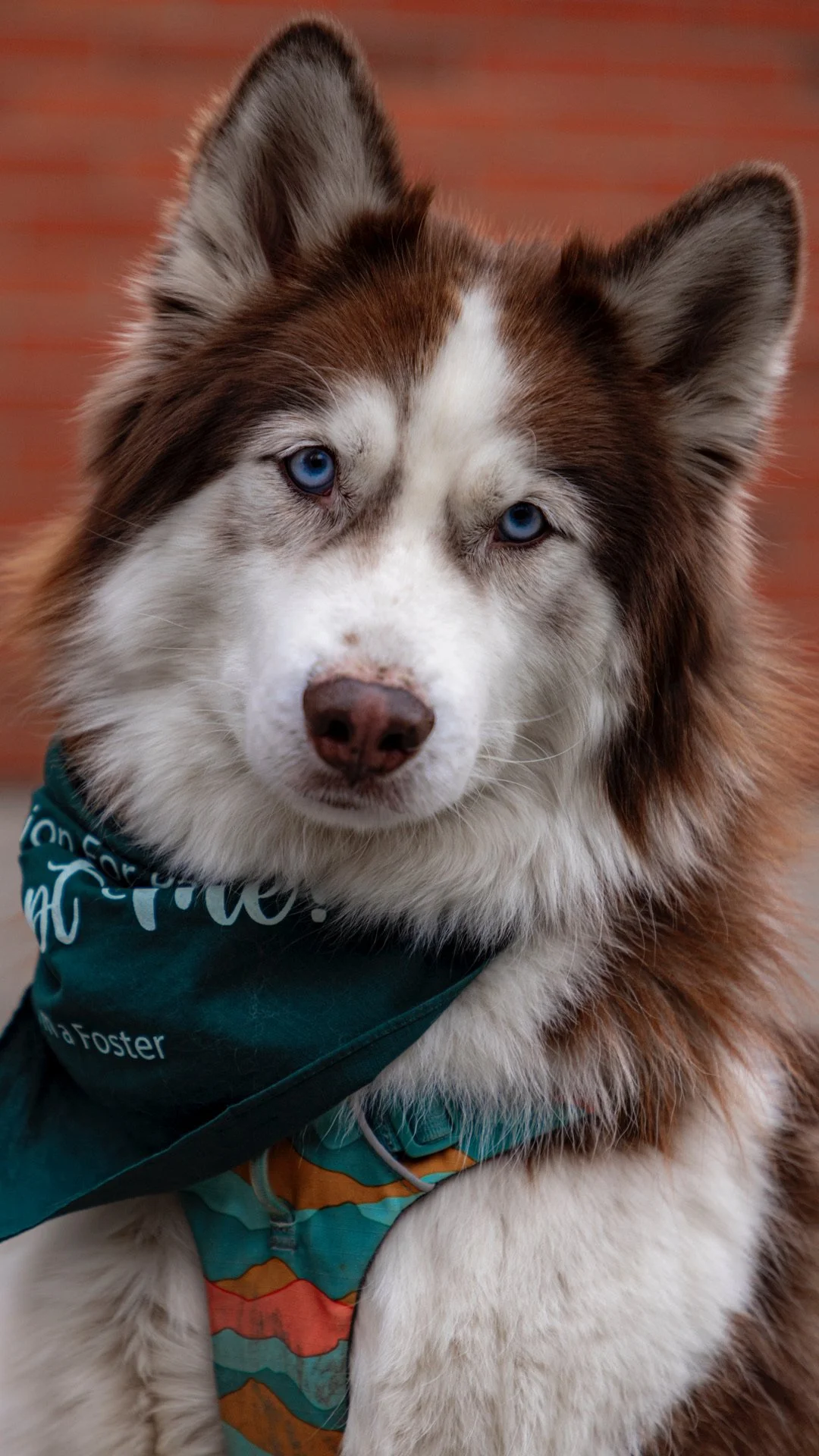 Adopt — Passion for Paws