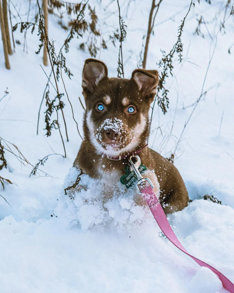 Passion for Paws - Rescued with Love, Placed with Care